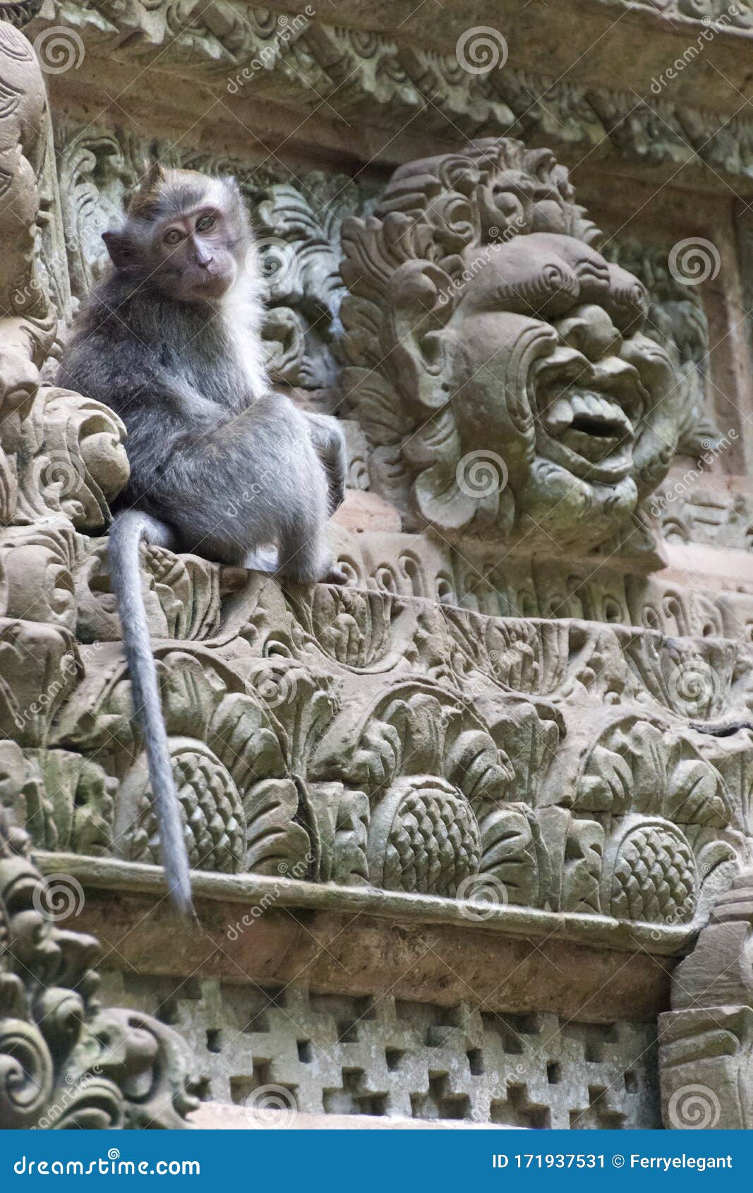 Monkey Pose on Top of the Temple in Bali Stock Image - Image of ...
