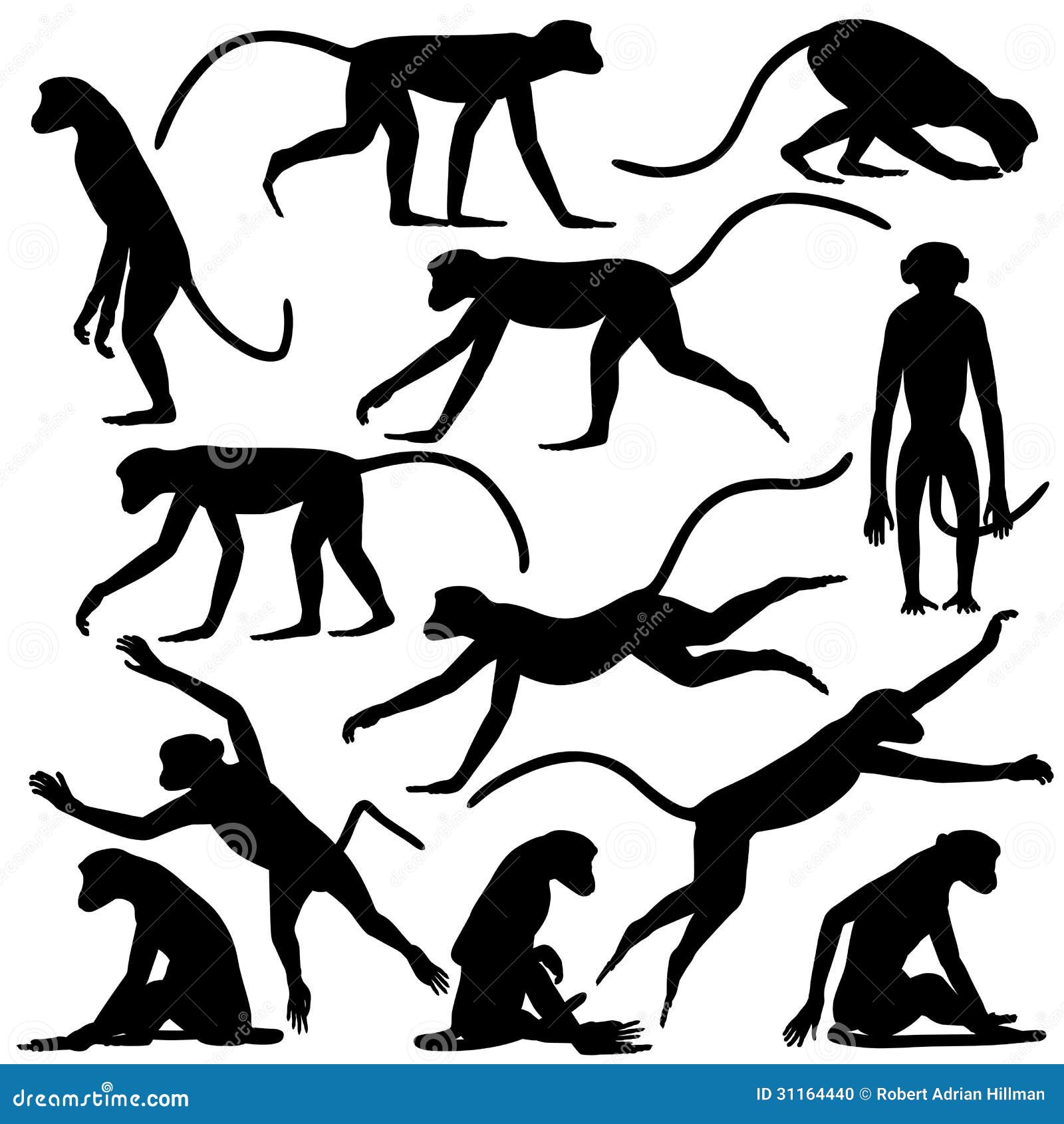 Monkey poses stock vector. Illustration of mammal, langur - 31164440