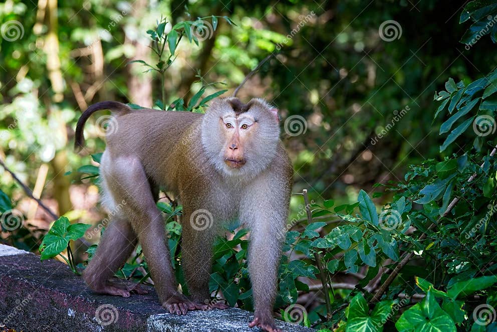 Monkey posing stock photo. Image of primate, happy, smile - 286415688