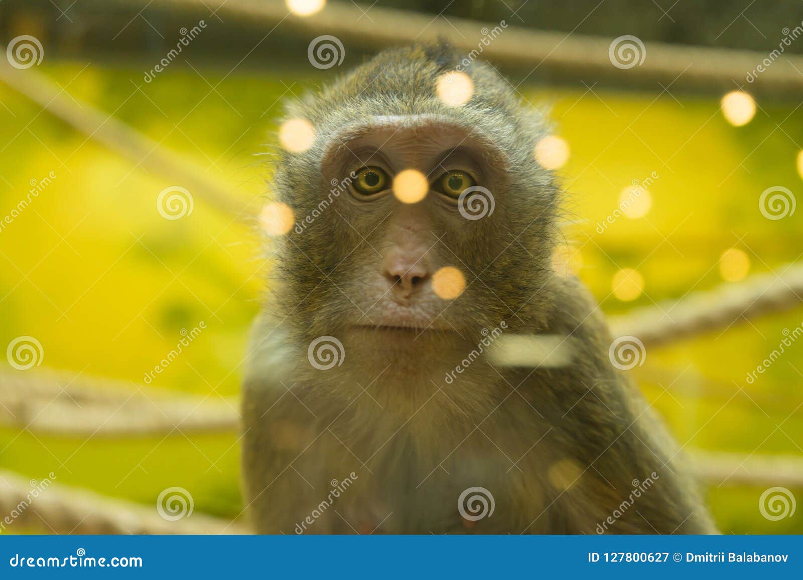 Monkey Posing for the Camera. Good Portrait. Wildlife. Stock Image ...
