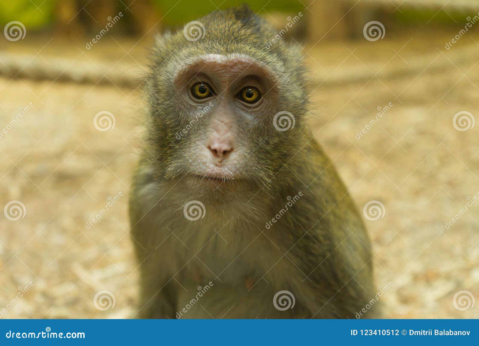 Monkey Posing for the Camera. Good Portrait. Wildlife. Stock Photo ...