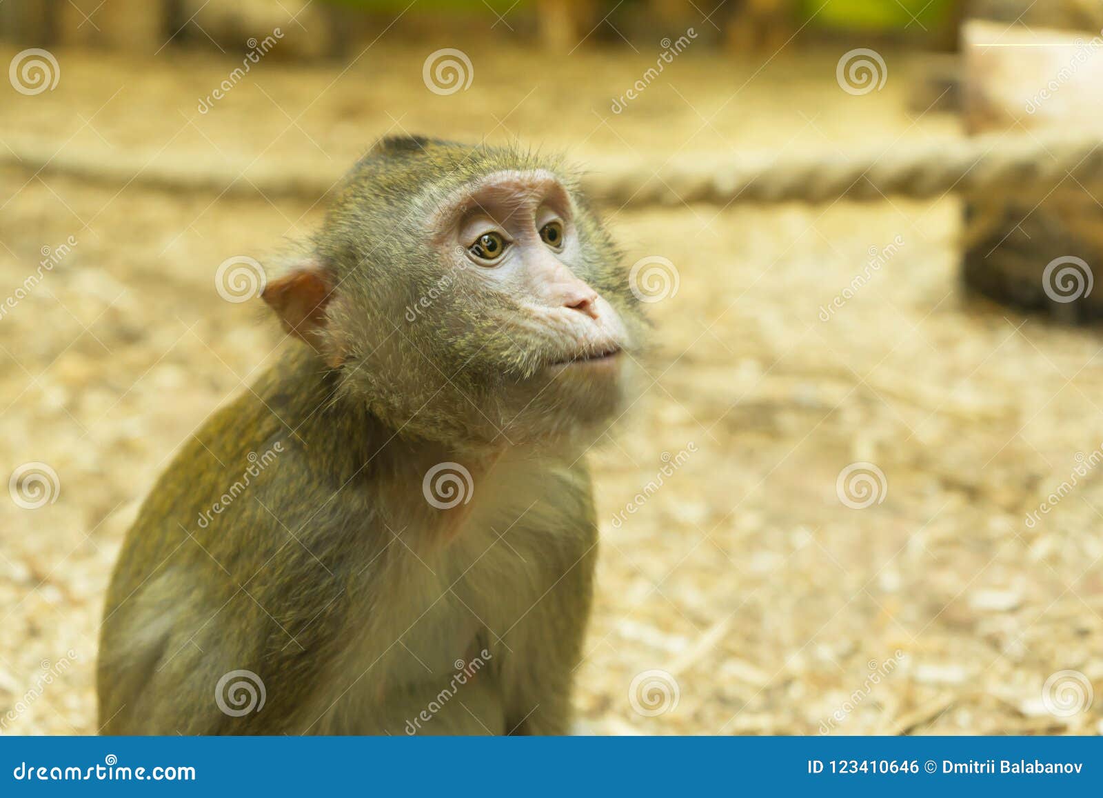 Monkey Posing for the Camera. Good Portrait. Wildlife. Stock Photo ...