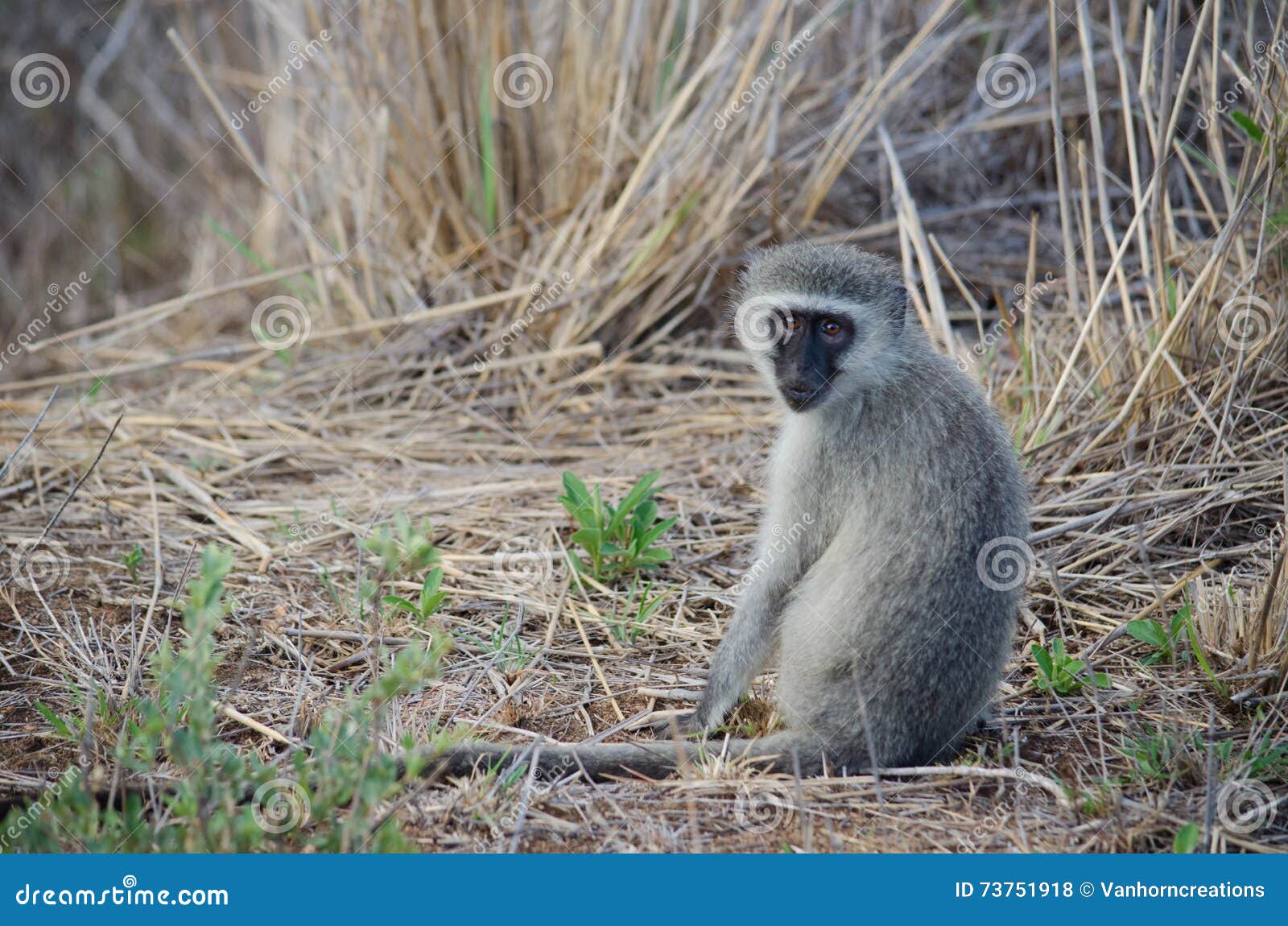 Monkey posing nicely stock photo. Image of nature, posing - 73751918