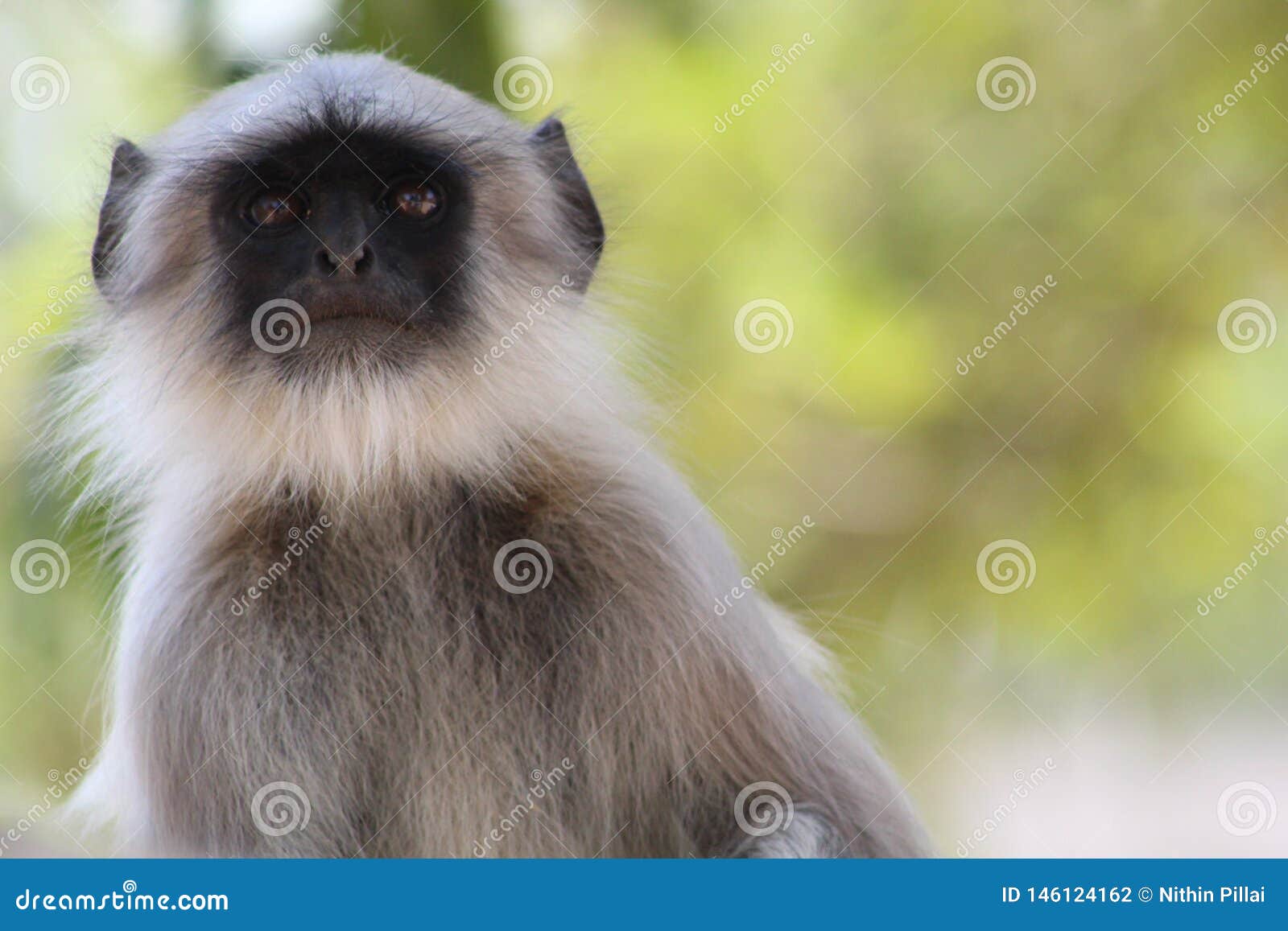 Monkey posing over to lens stock photo. Image of lens - 146124162