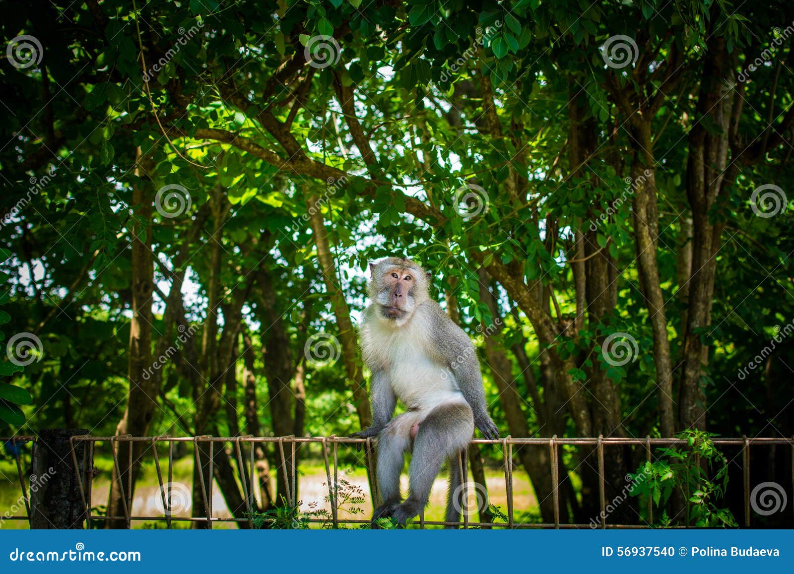 Monkey posing in the park stock photo. Image of amazing - 56937540