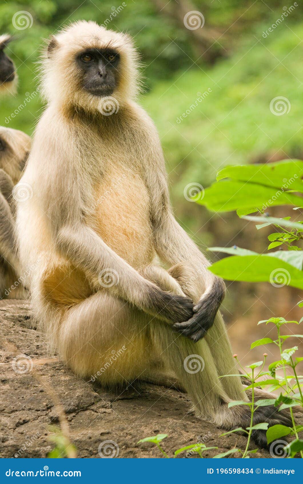 Monkey Posing for Photgraph Stock Photo - Image of brown, cute: 196598434