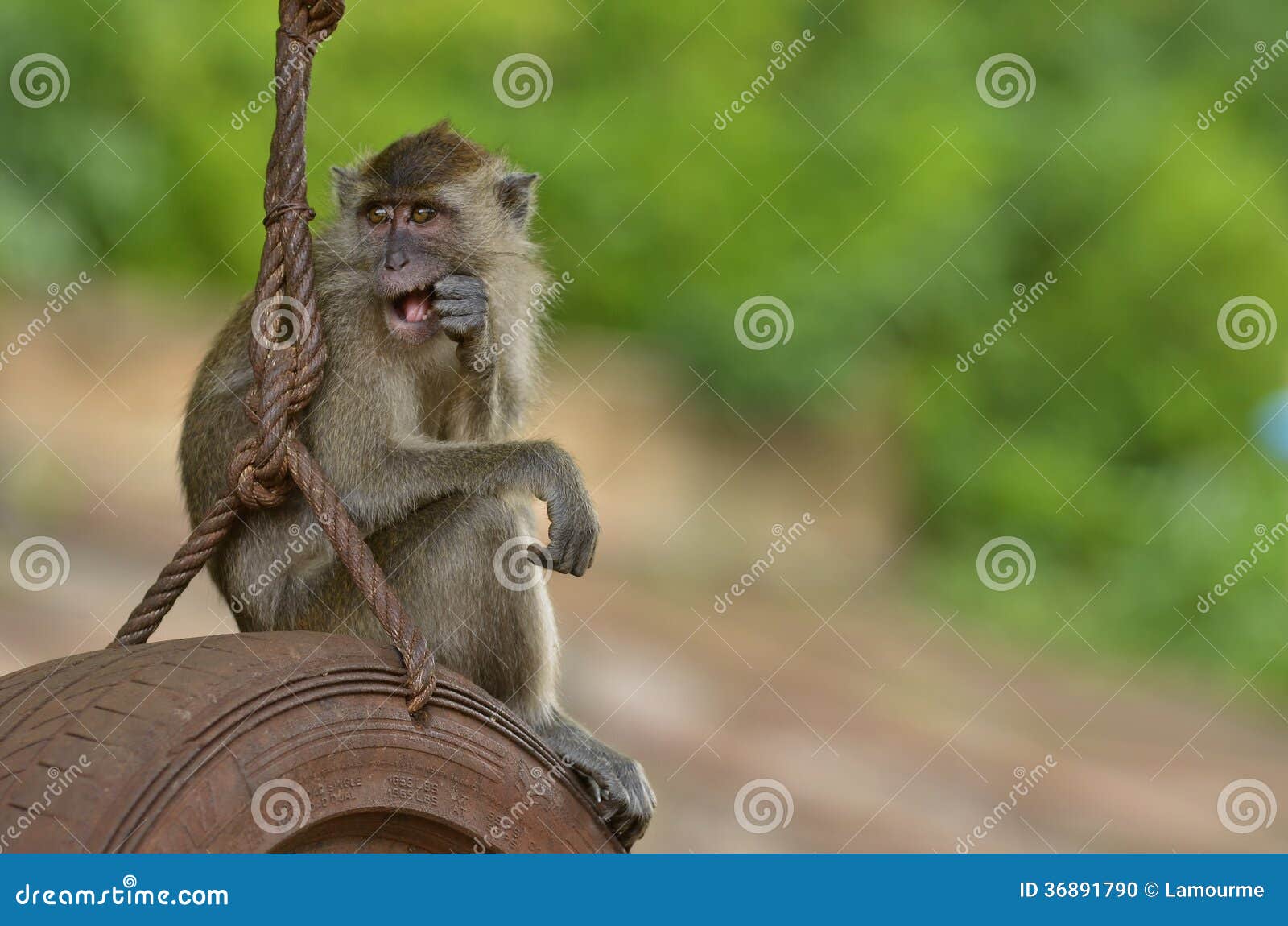 Monkey posing stock photo. Image of outdoors, wheel, focus - 36891790