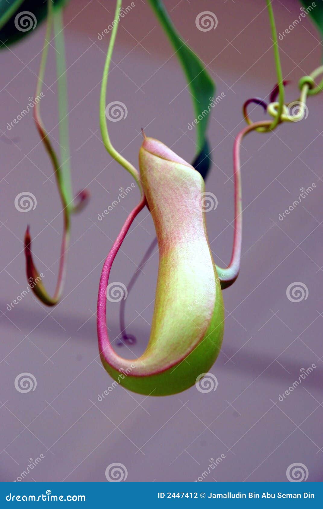 Monkey pot flower stock photo. Image of nature, farm, wallpper - 2447412
