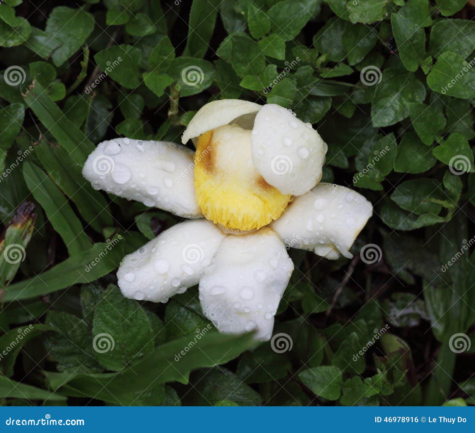 Monkey Pot Flower stock photo. Image of falling, floral - 46978916