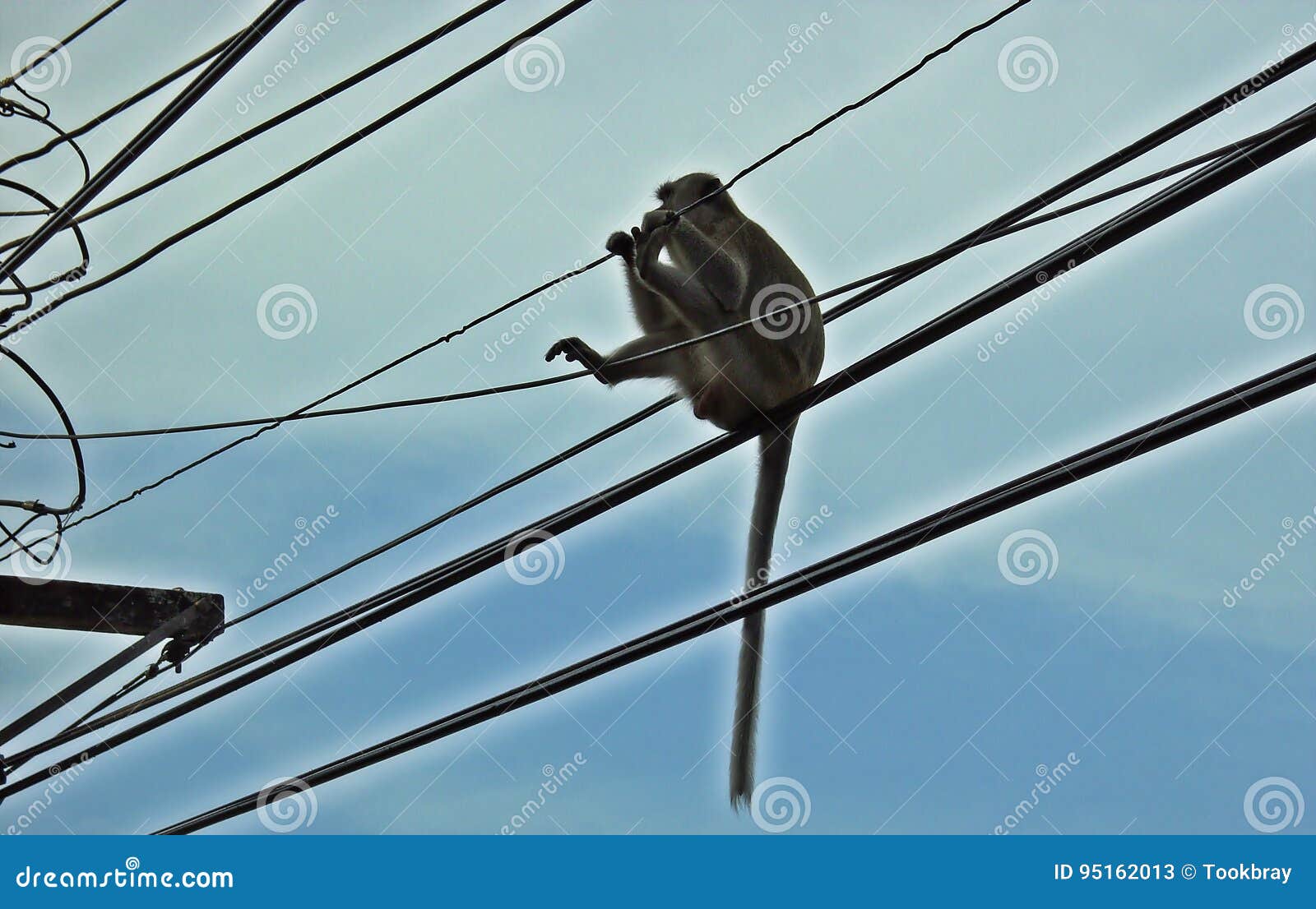 Monkey Power Line Stock Photos - Free & Royalty-Free Stock Photos from ...