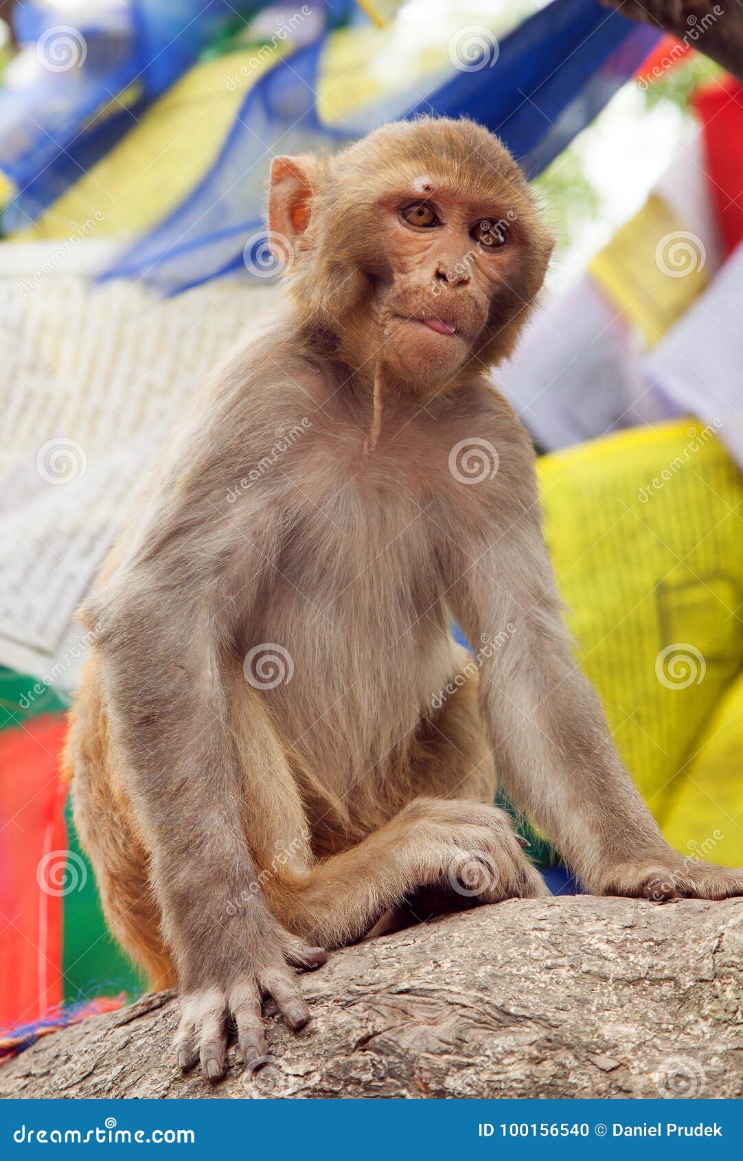Monkey with Prayer Flags Near Swayambhunath Stupa, Nepal Stock Photo ...