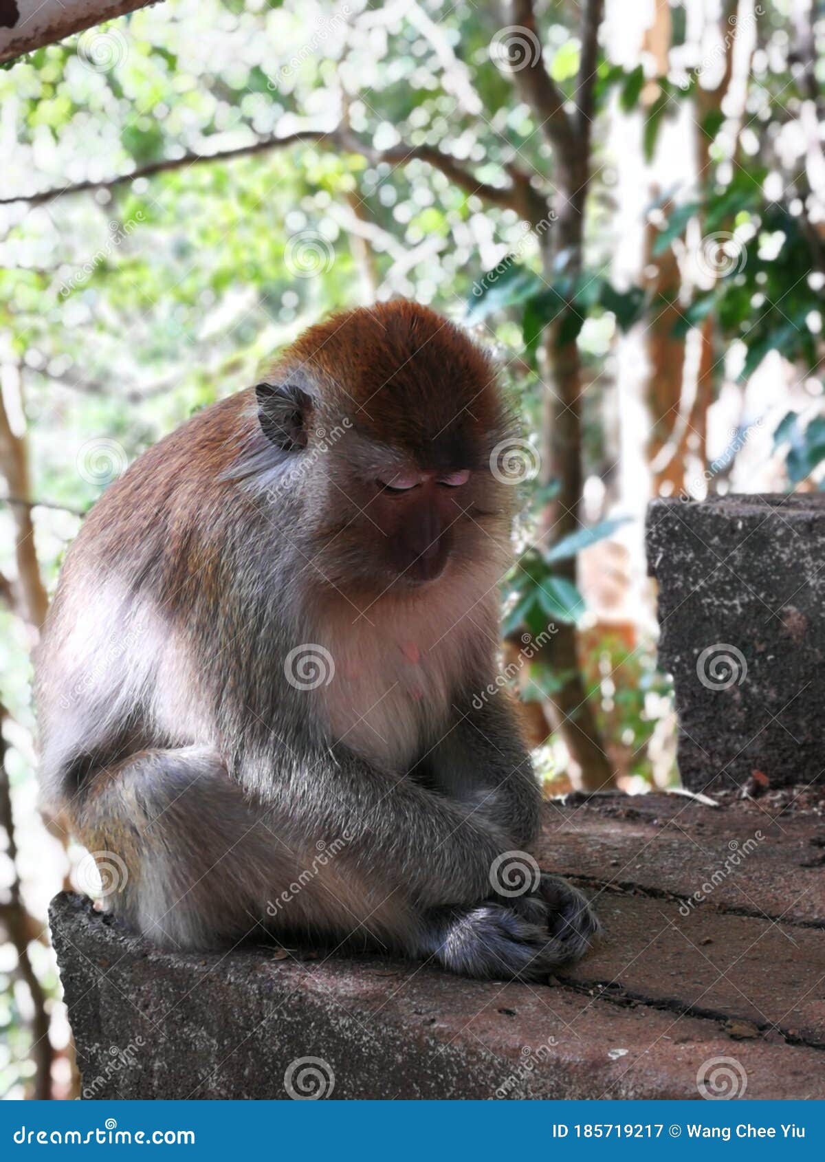 Monkey in Prayer Not Sleeping Stock Image - Image of primate, sleeping ...