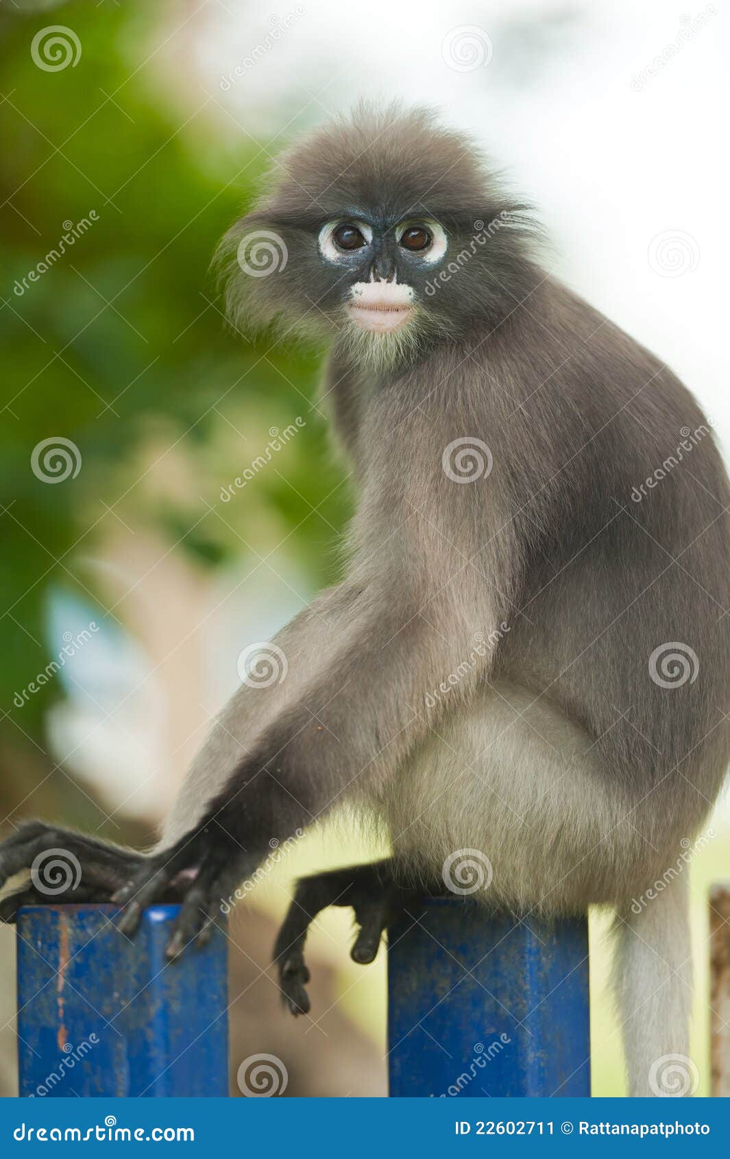 Monkey (presbytis Obscura Reid) Stock Image - Image of langur, natural ...
