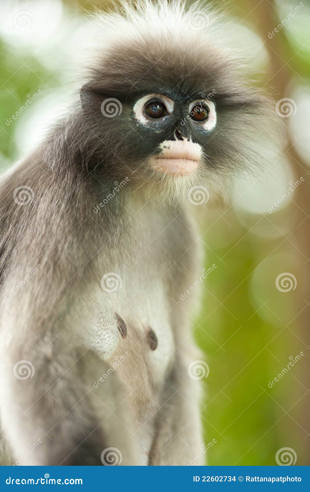 Monkey (presbytis Obscura Reid) Stock Photo - Image of rain, presbytis ...