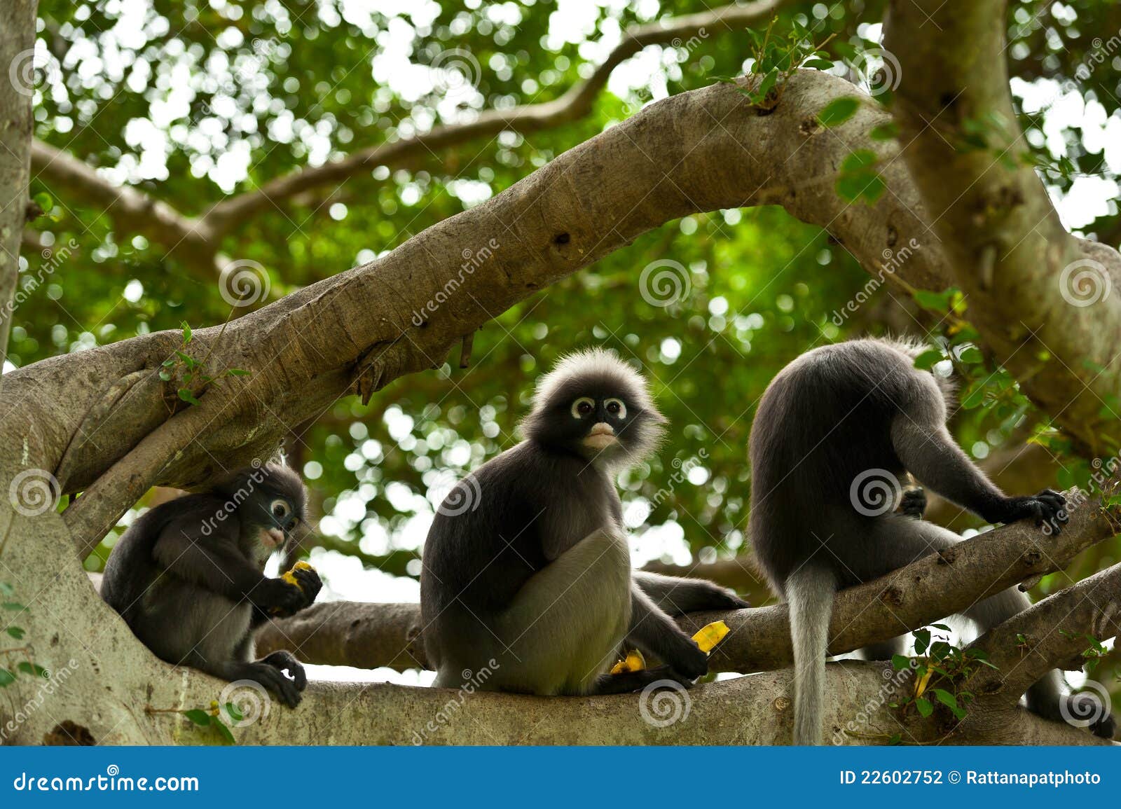 Monkey (presbytis Obscura Reid) Stock Photo - Image of mammal, stare ...