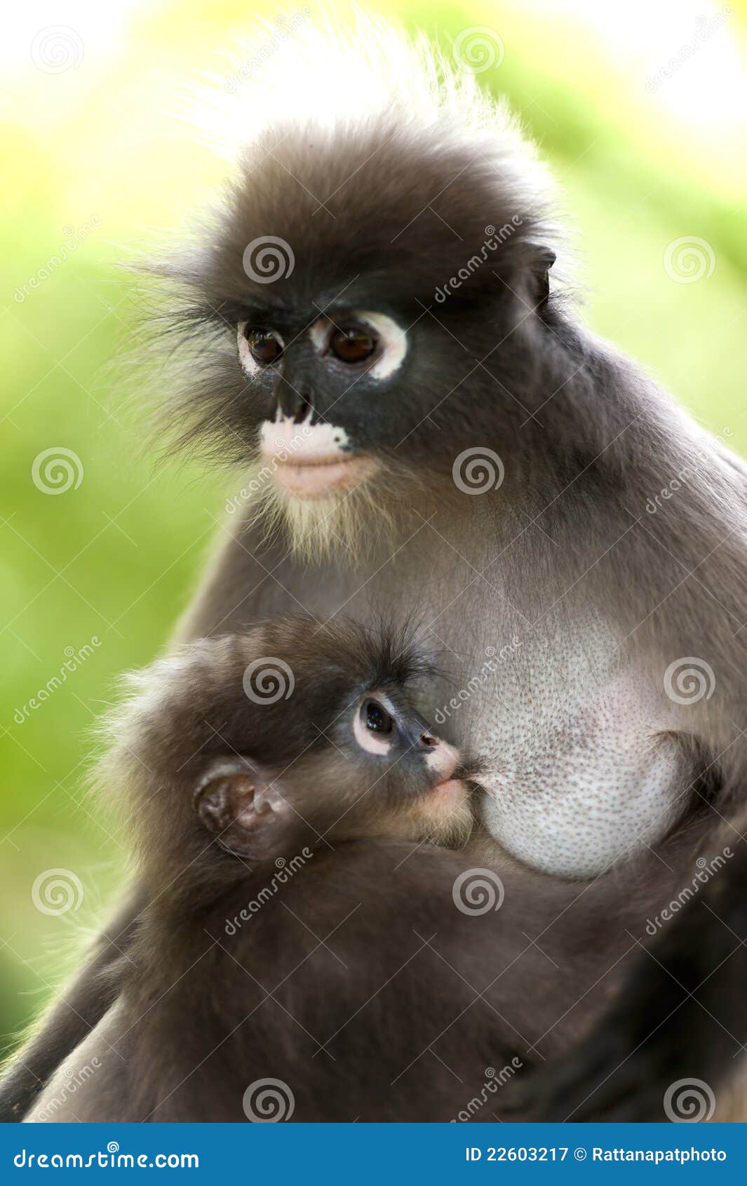 Monkey (presbytis Obscura Reid) Stock Image - Image of cuddly ...