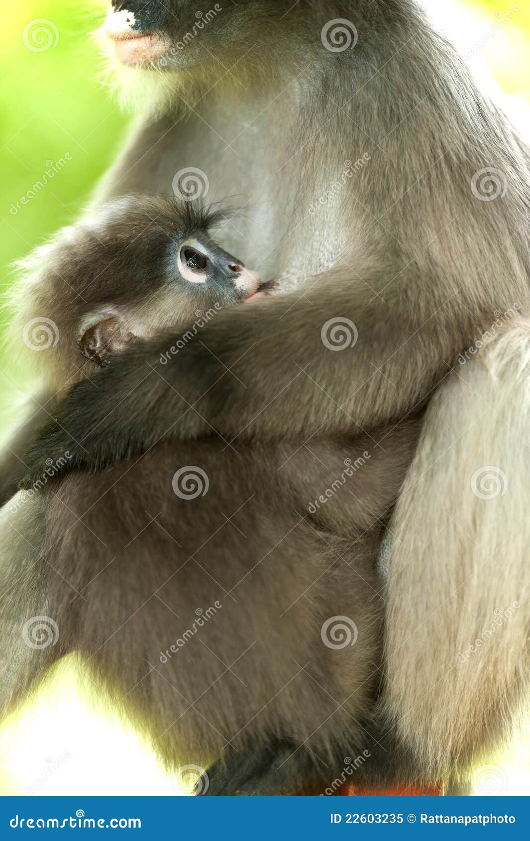 Monkey (presbytis Obscura Reid) Stock Image - Image of coat, face: 22603235