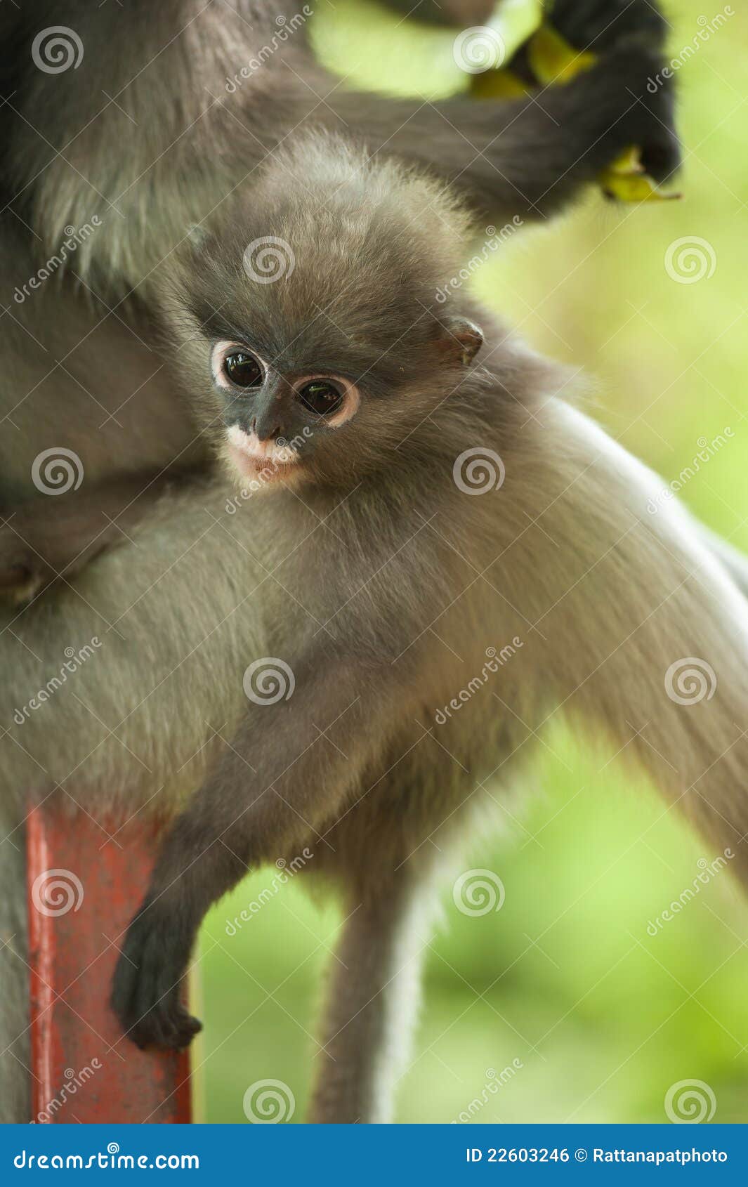 Monkey (presbytis Obscura Reid) Stock Photo - Image of forest, primate ...