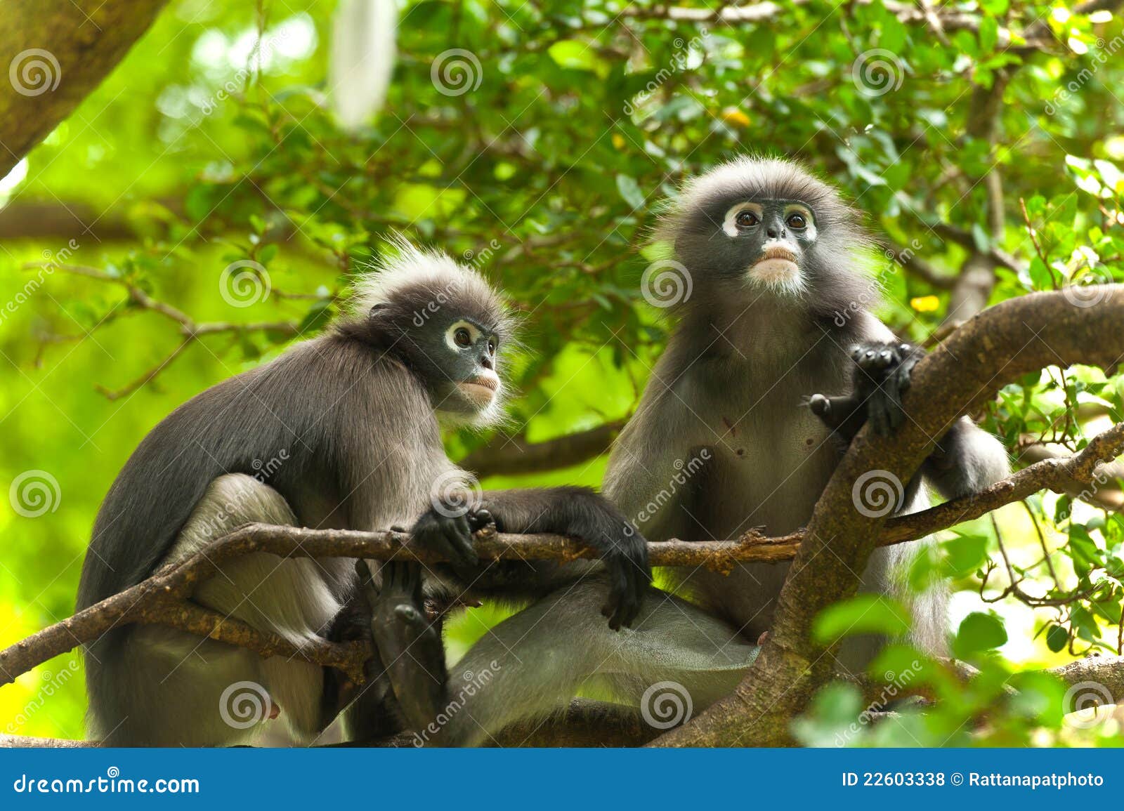 Monkey (presbytis Obscura Reid) Stock Photo - Image of forest, primate ...