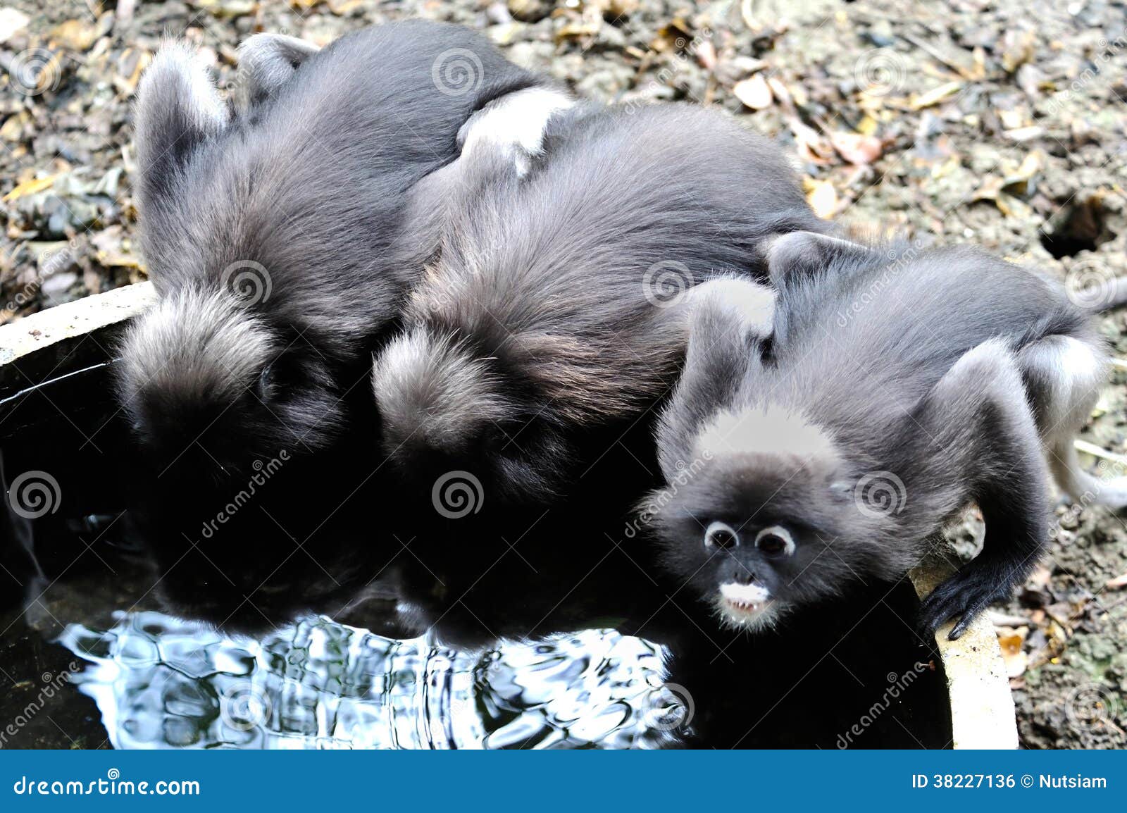 Monkey (presbytis Obscura Reid) Stock Photo - Image of rare, extinction ...