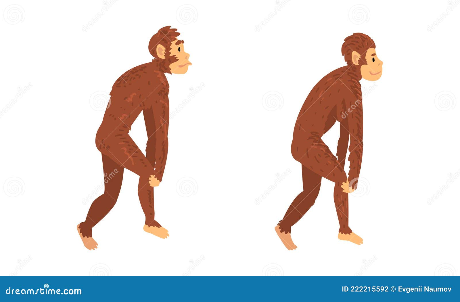 Monkey Or Primate As Human Evolution Stage And Gradual Development ...