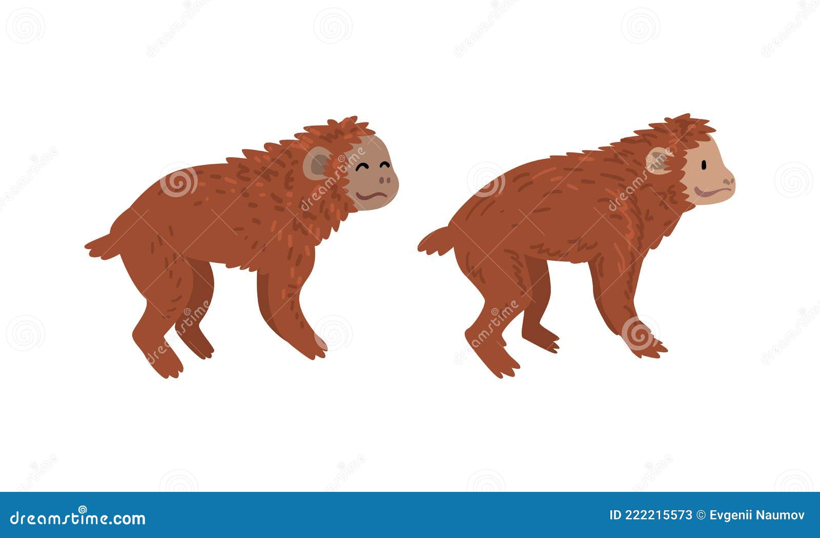 Monkey or Primate As Human Evolution Stage and Gradual Development ... Monkey or Primate As Human Evolution Stage and Gradual Development ...