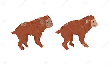 Monkey or Primate As Human Evolution Stage and Gradual Development ...