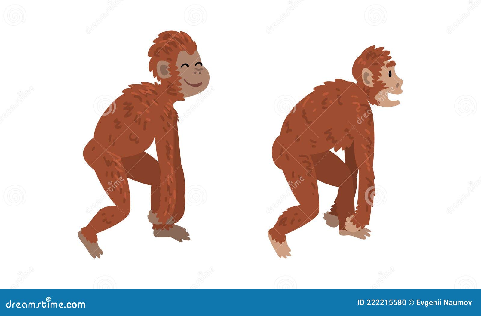 Monkey or Primate As Human Evolution Stage and Gradual Development ...