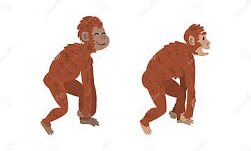 Monkey or Primate As Human Evolution Stage and Gradual Development ...