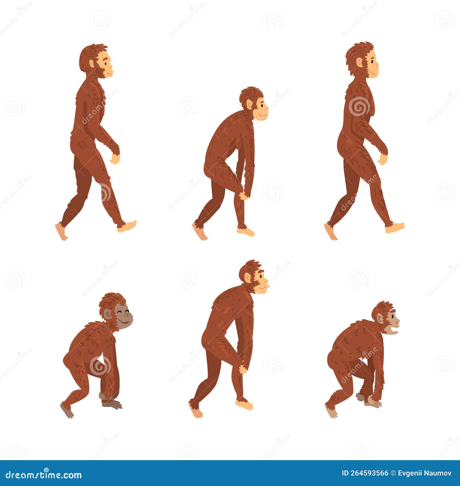 Monkey or Primate As Human Evolution Stage and Gradual Development ...