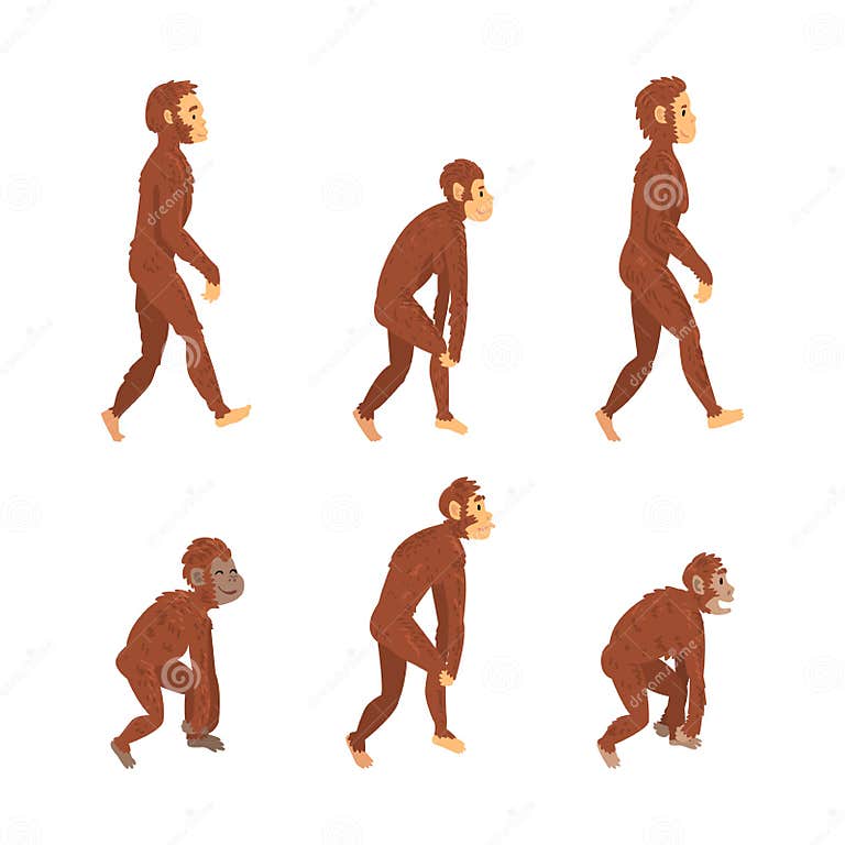 Monkey or Primate As Human Evolution Stage and Gradual Development ...