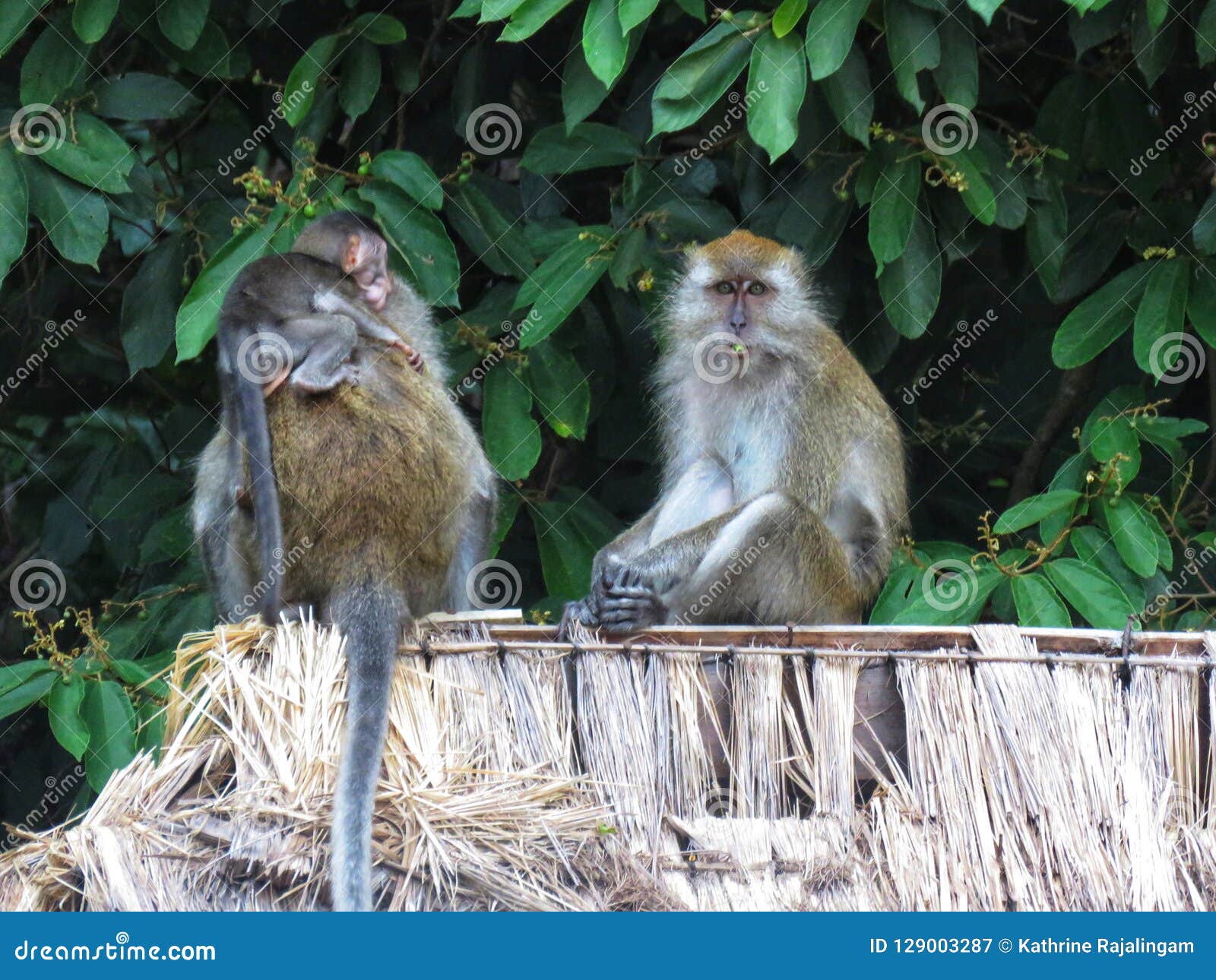 Monkey /Primate/macacos No Selvagem/caranguejo Que Come O Macaque ...