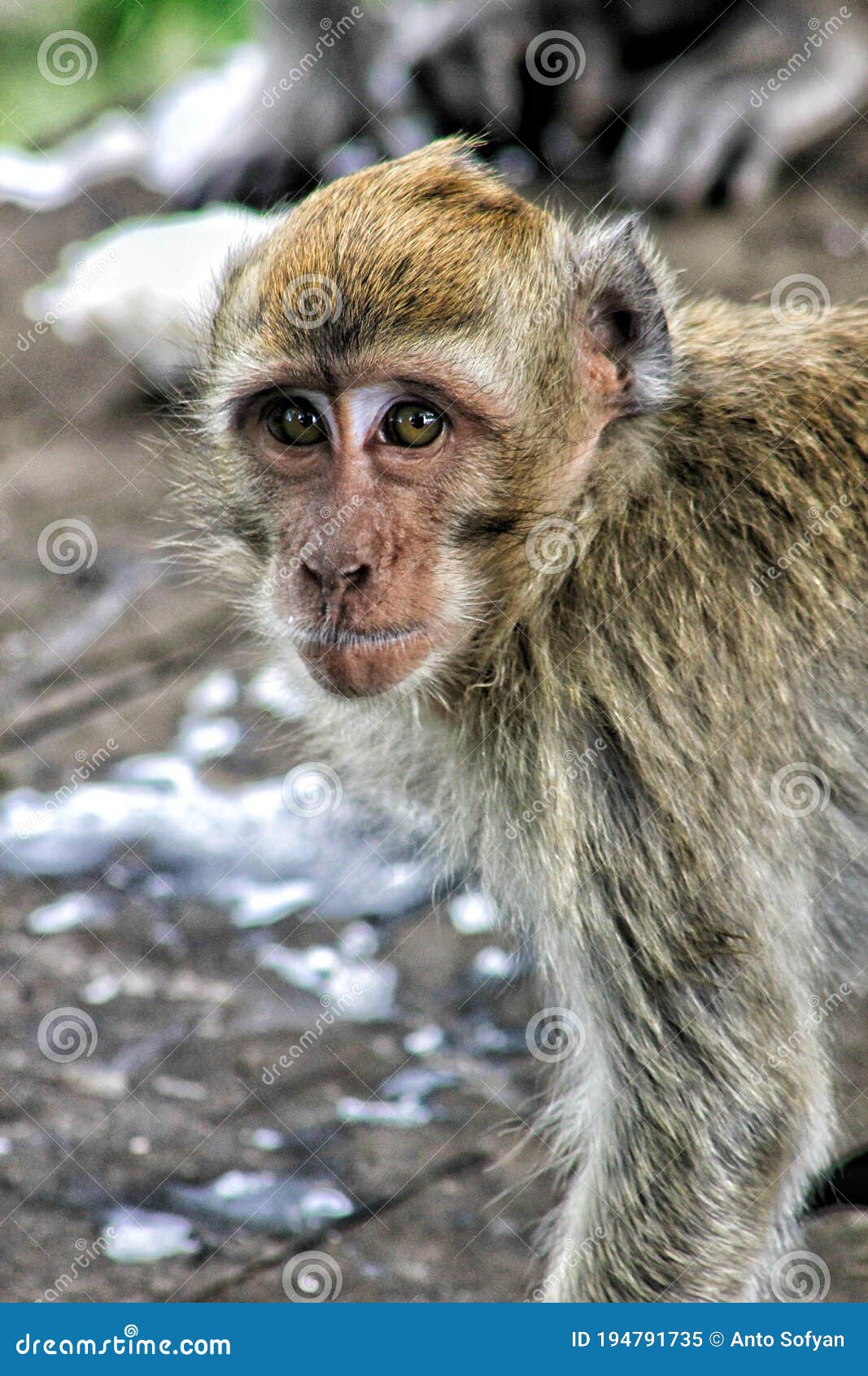 Monkey primates indonesia stock image. Image of wildlife - 194791735