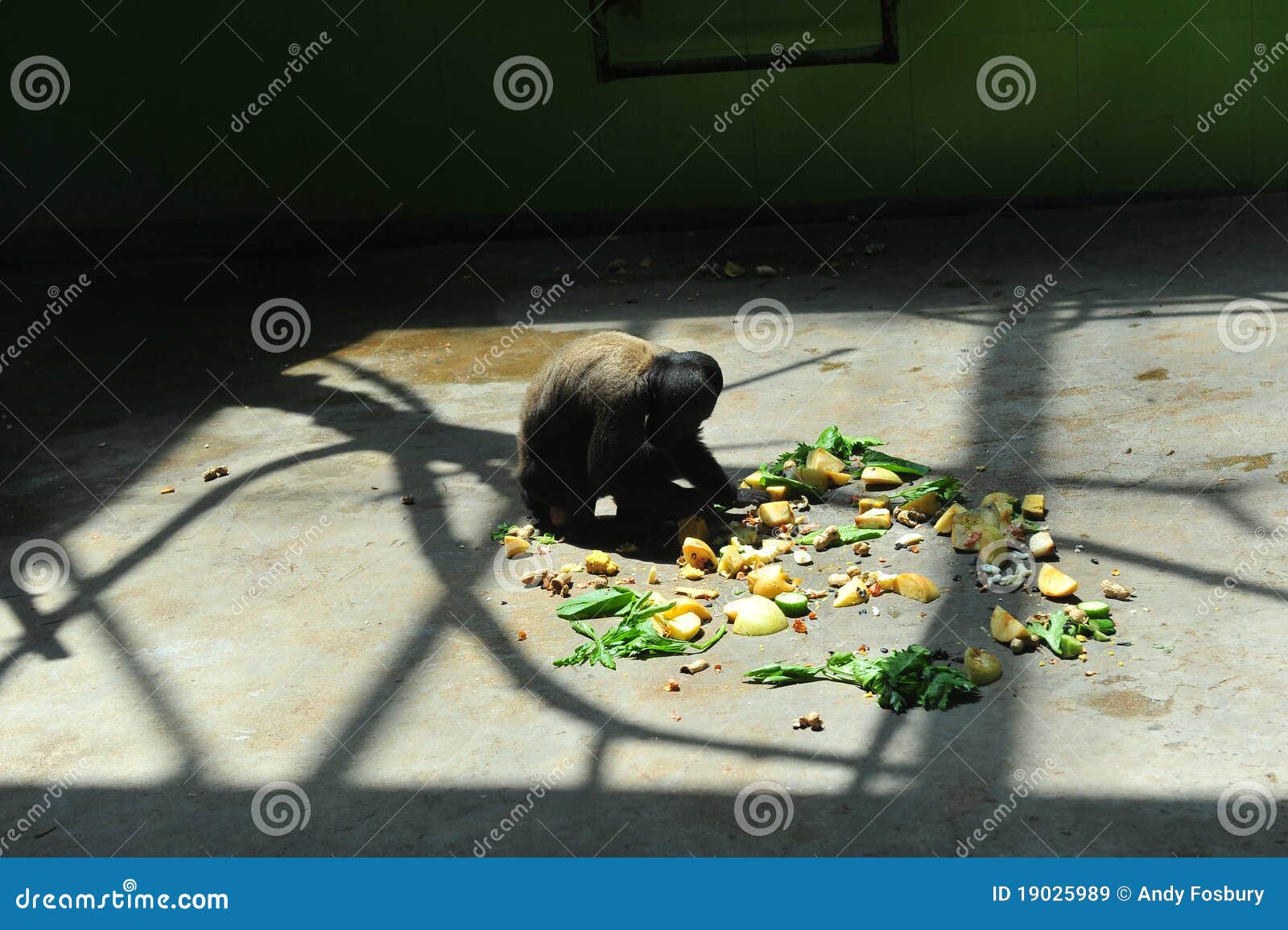 Monkey In Prison Picture. Image: 19025989