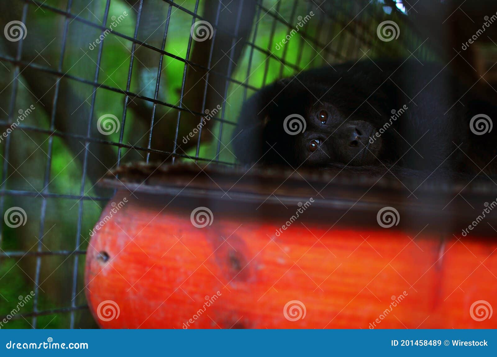 Monkey in prison cage zoo stock image. Image of prisoner - 201458489