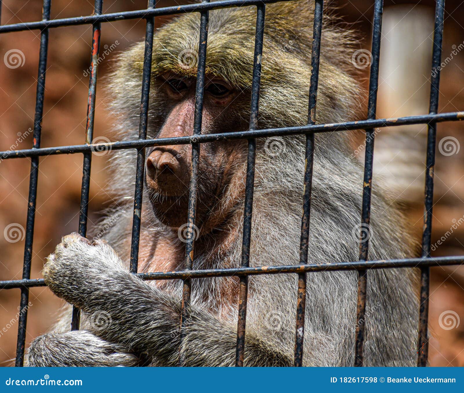 Monkey in prison stock photo. Image of mammal, wildlife - 182617598