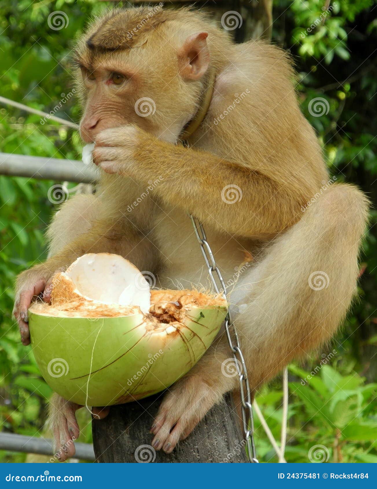 Monkey the prisoner stock image. Image of monkey, wildlife - 24375481