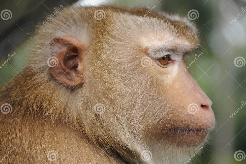 Monkey Profile stock image. Image of thinking, animal - 7749071