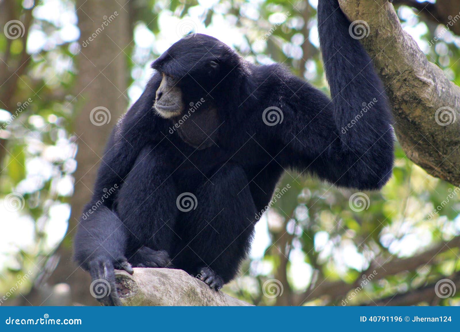 Monkey profile stock photo. Image of mammalia, nature - 40791196