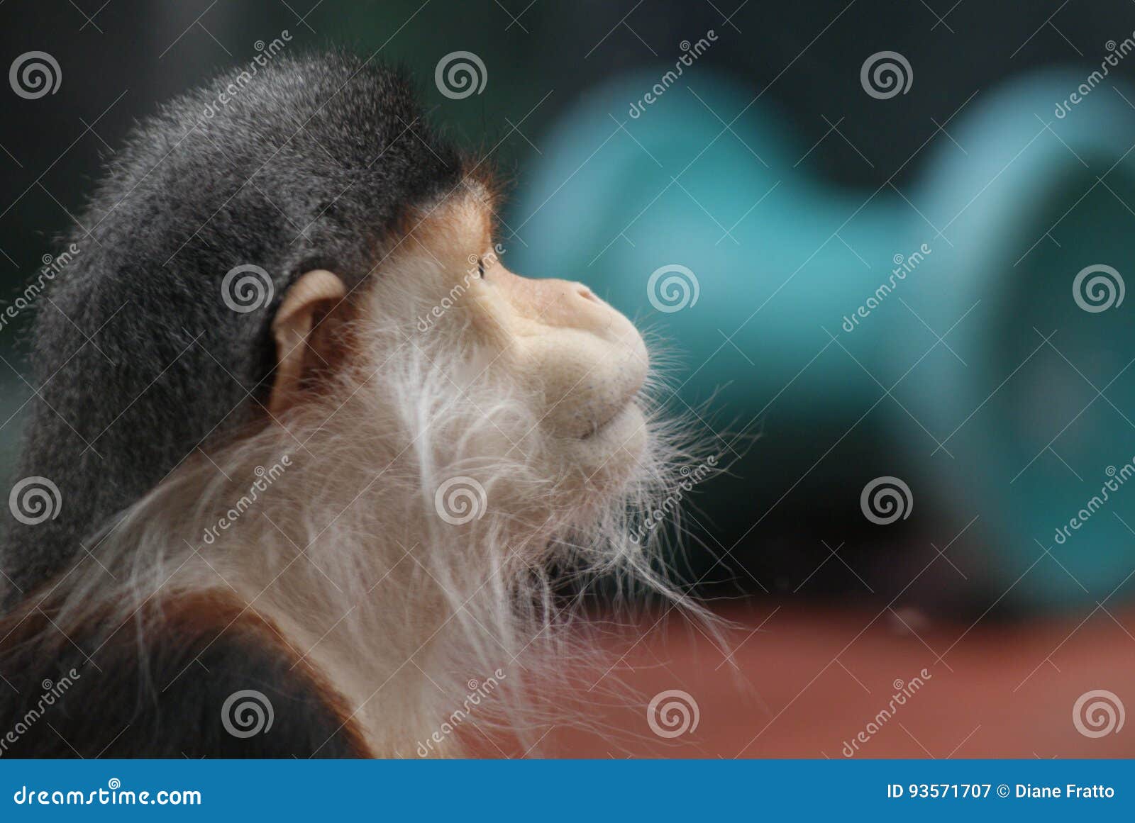 Monkey Profile stock image. Image of animals, nopeople - 93571707