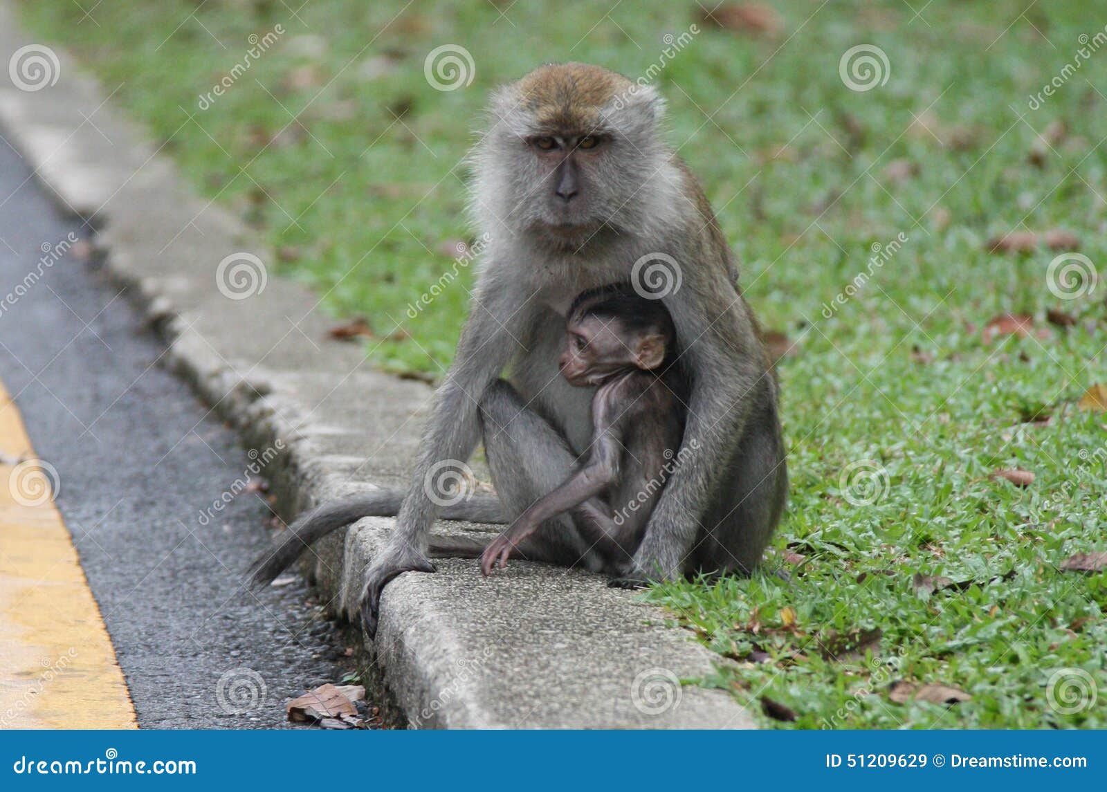 Monkey protecting a baby stock image. Image of mammal - 51209629