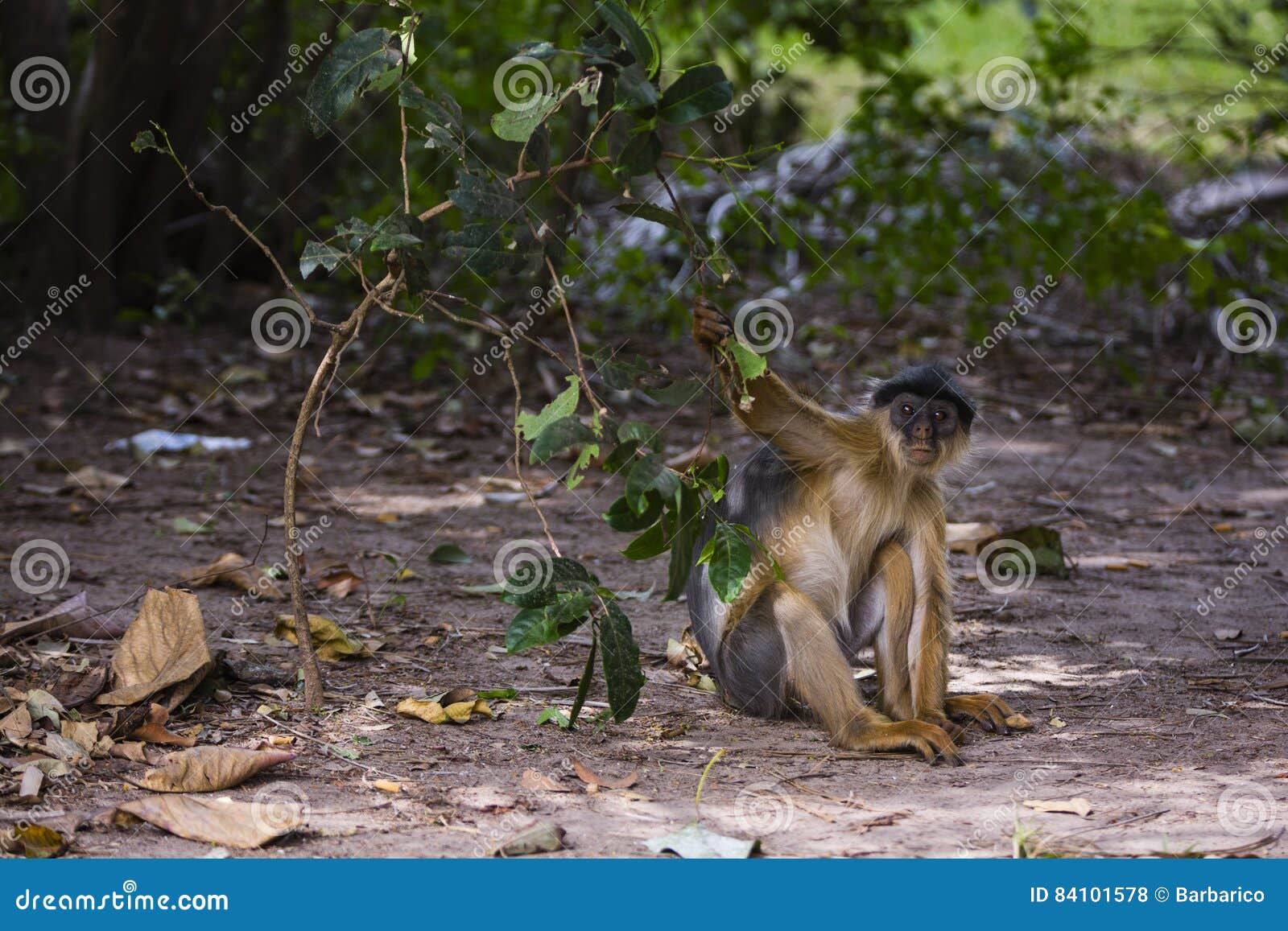Monkey pulling a branch stock photo. Image of wildlife - 84101578