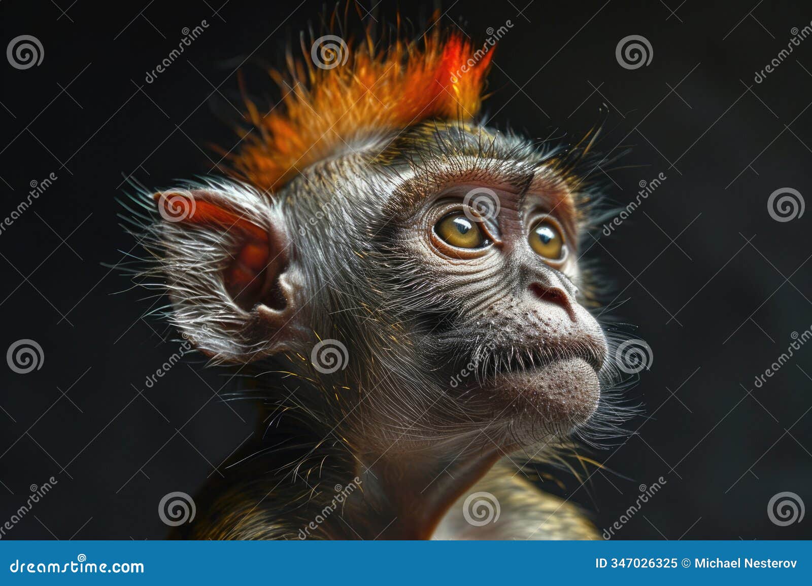 Monkey Punk Rocker with Mohawk Stock Image - Image of tricky, macaque ...
