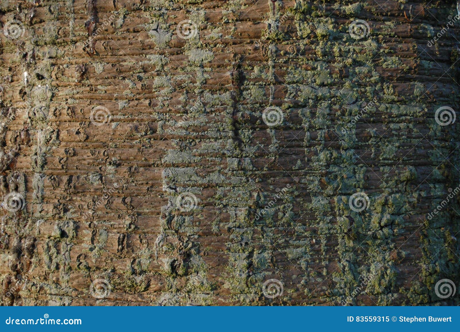 Monkey Puzzle Bark Texture stock image. Image of puzzle - 83559315