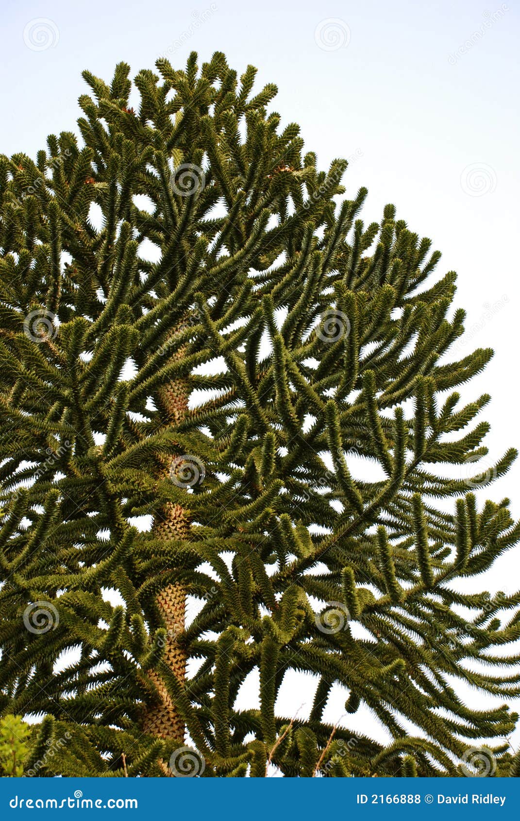 Monkey puzzle tree stock photo. Image of puzzle, prickly - 2166888