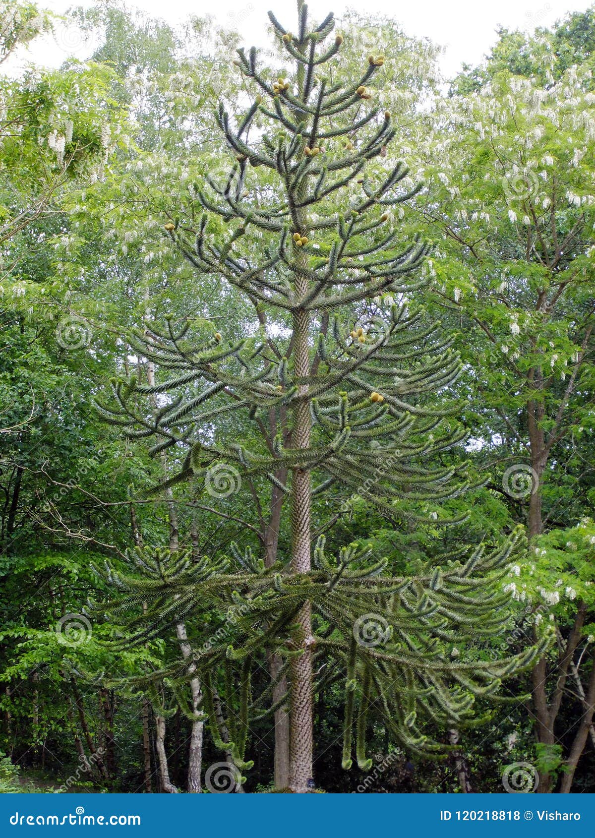 Monkey Pine Tree Stock Photos - Royalty Free Images