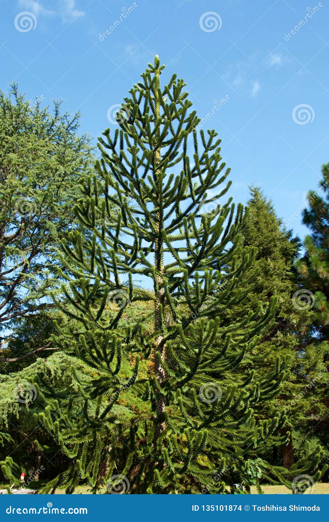 Monkey puzzle tree stock photo. Image of beauty, corner - 135101874