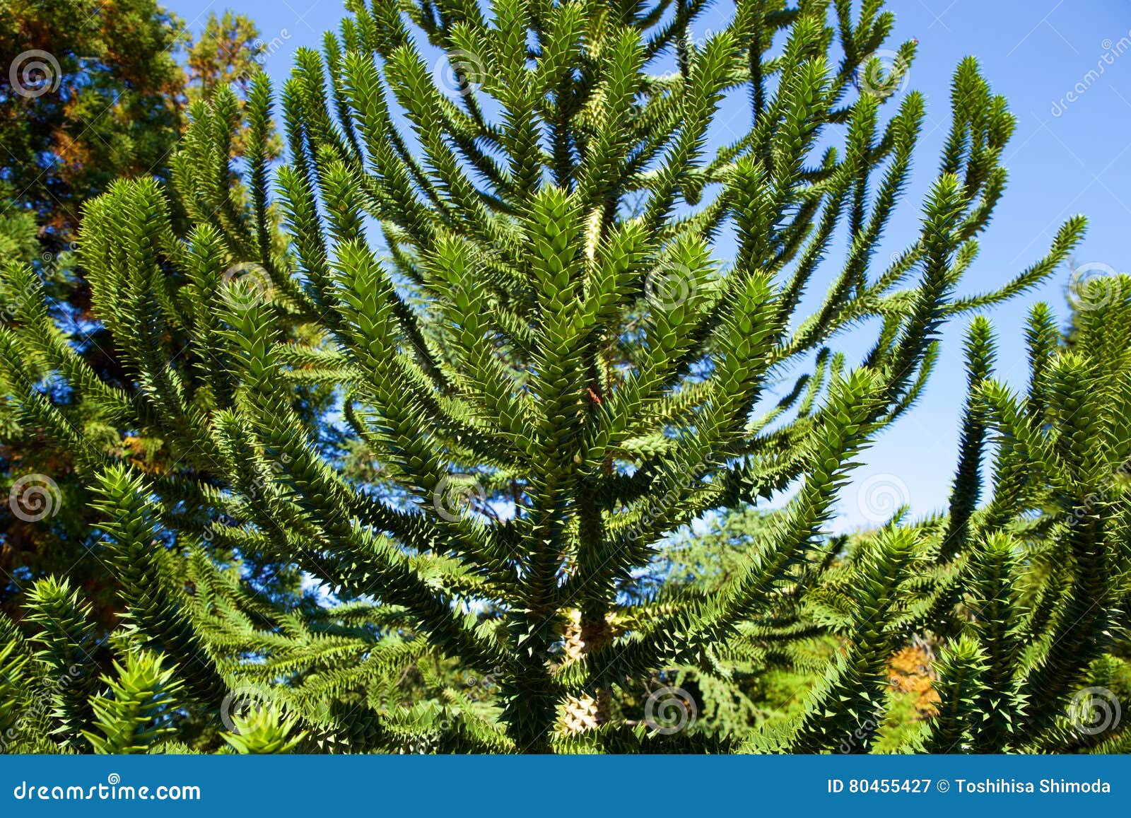 Monkey puzzle tree stock image. Image of chilean, celebration - 80455427