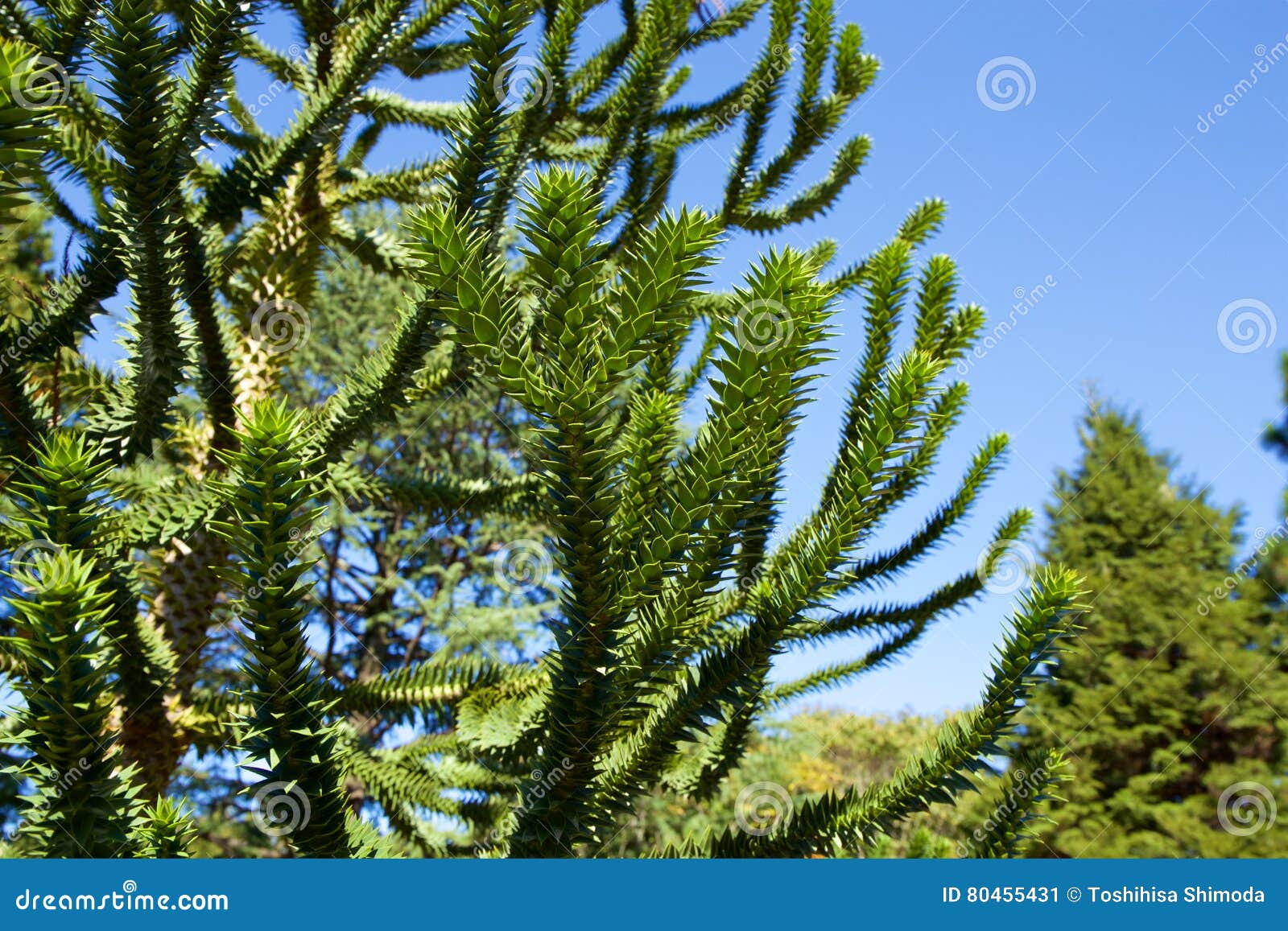 Monkey puzzle tree stock image. Image of cones, corner - 80455431