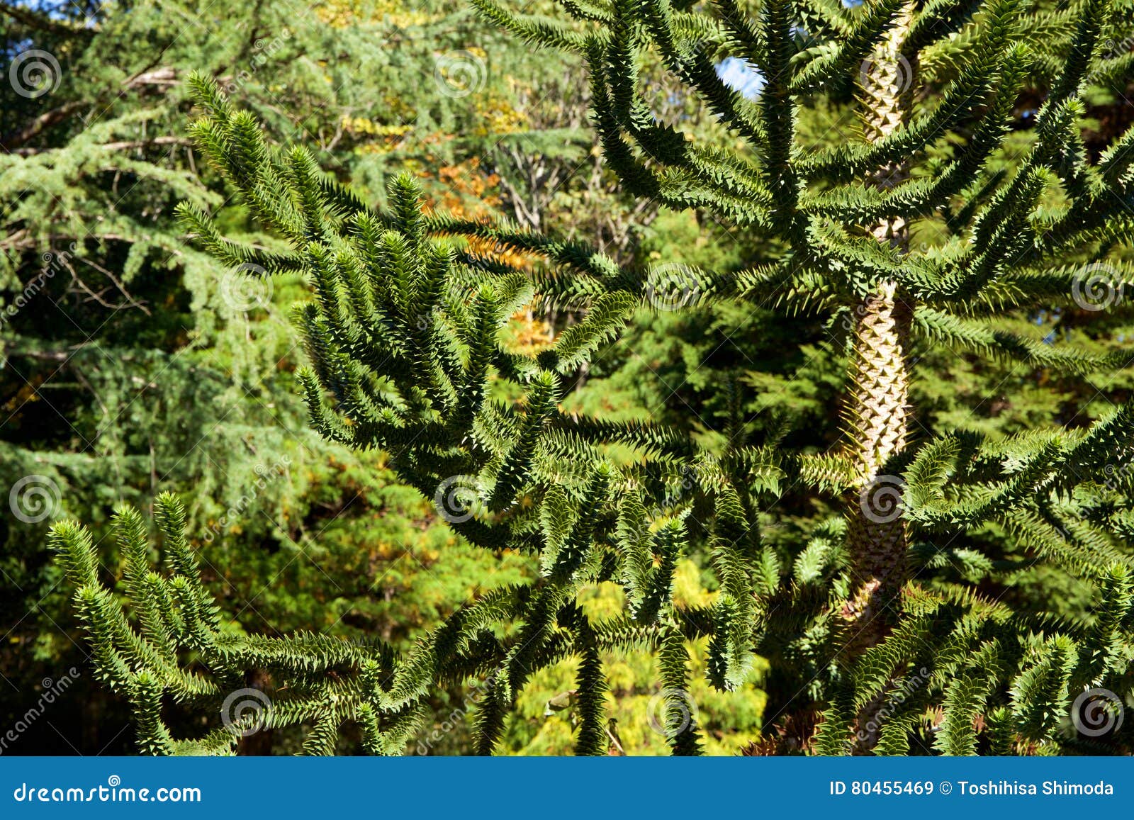Monkey puzzle tree stock image. Image of cones, beautiful - 80455469